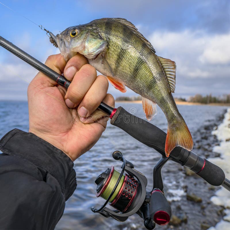 Fishing. Perch Fish and Tackle in Fisherman Hand Stock Photo - Image of ...
