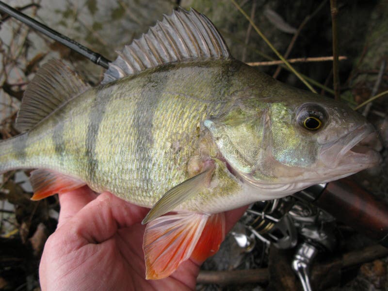 Fishing stock image. Image of peace, lure, reel, kola - 65754773