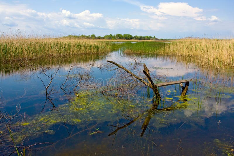 Fishing Plase on Flux River Stock Photo - Image of plant, vegetation ...
