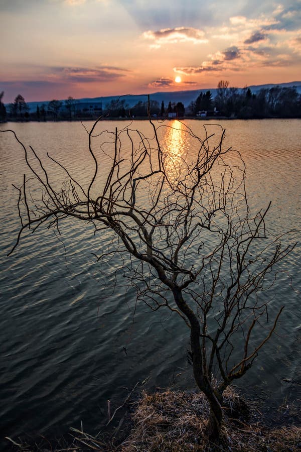 Fishing Pond Badinsky Rybnik during Sunset from Behind a Dead Tree in ...