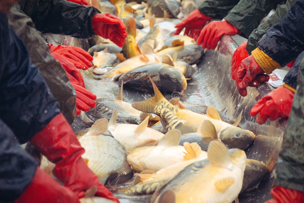 Fishing Pond - Sorting Fish Carp and Other Fish Stock Photo - Image of ...