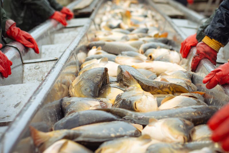 Freshwater Fish Sorting Stock Images - Download 84 Royalty Free Photos