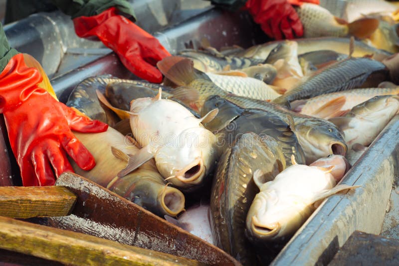Fishing Pond - Sorting Fish Carp and Other Fish Stock Photo - Image of ...