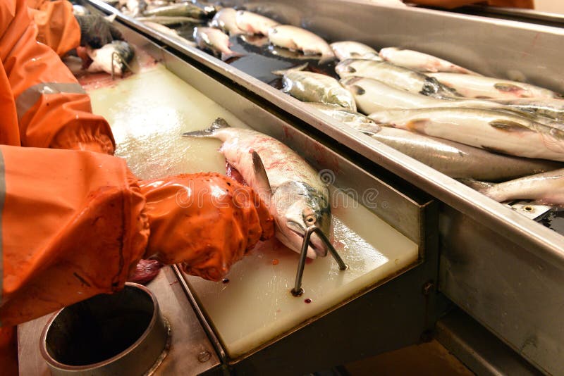Fishing processing plant stock image. Image of hunchback - 57607471