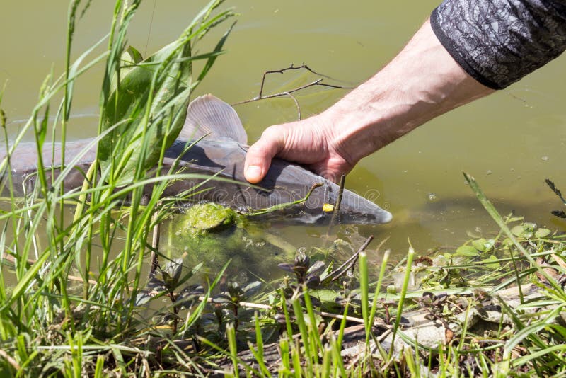 Fishing, Pulling a Large Fish Out of the Water with My Hand, Which is ...