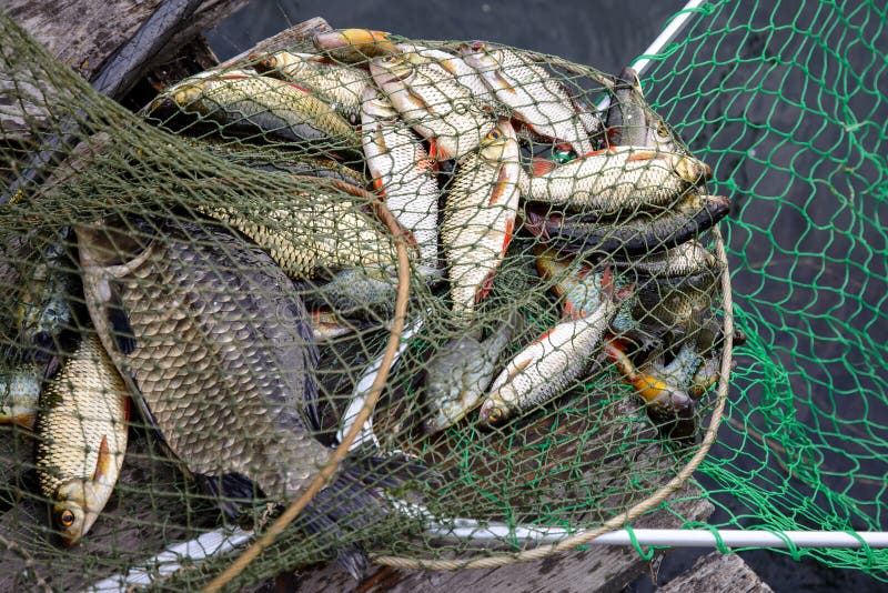 Fishing. stock photo. Image of interest, freshwater, hobby - 76997250