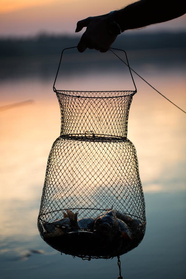 Fishing, Raw Freshwater Fish in the Net for the Catch Stock Photo ...