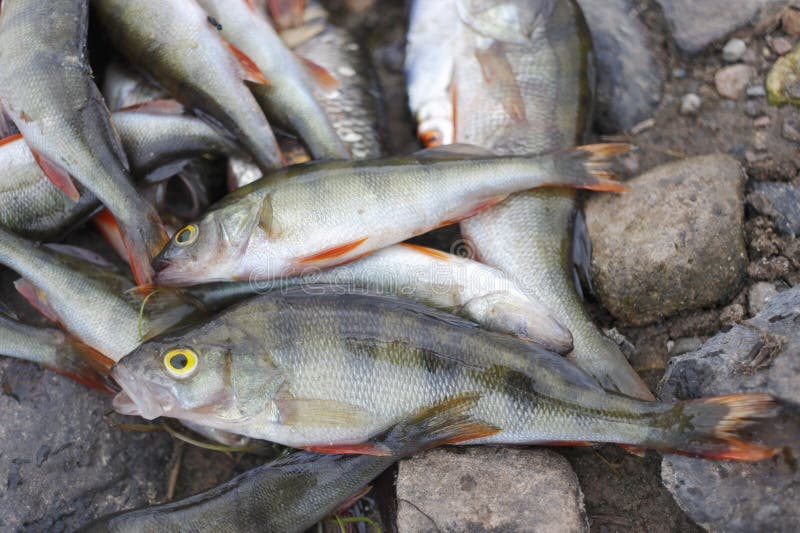 Fishing. River perch stock photo. Image of fishing, delicious - 73558974