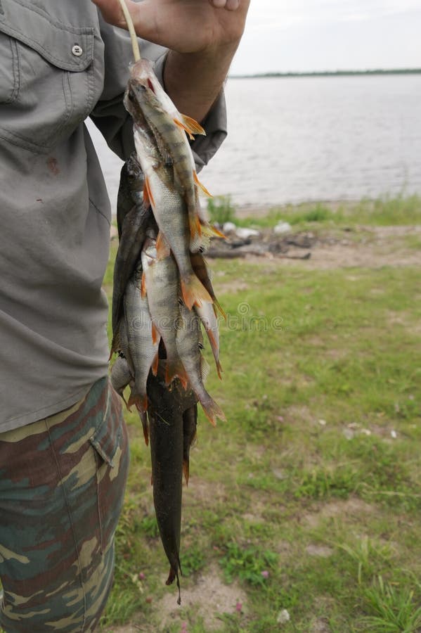 Fishing. River perch stock photo. Image of scales, sport - 99836740