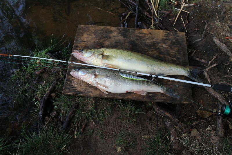 Fishing Rod and a Big Fish Zander Still Life Stock Image - Image of ...