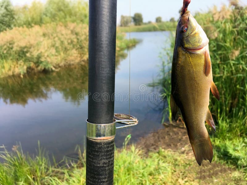 Fishing rod and a fish stock image. Image of carp, reel - 100173787