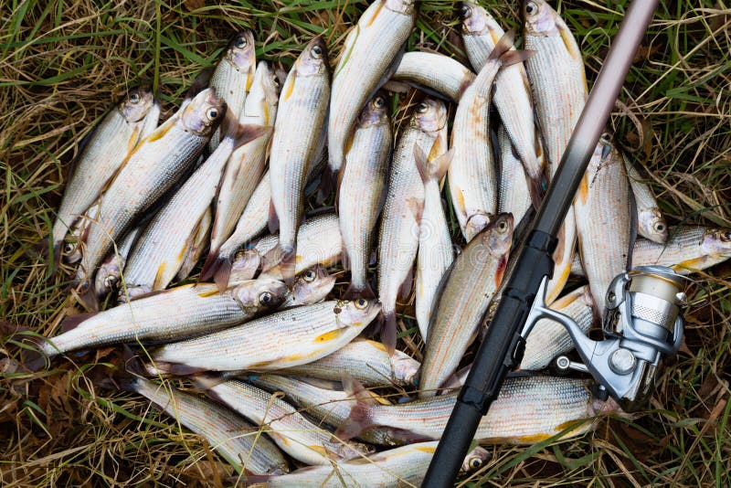 Fishing Rod with a Reel and Grayling Lie on Grass Stock Photo - Image ...