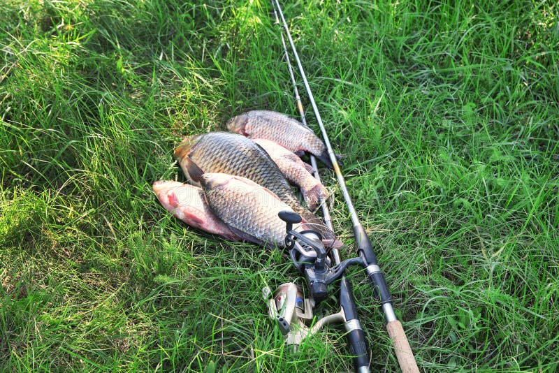 Fishing Rods and Fresh Fish Stock Image - Image of equipment, grass ...