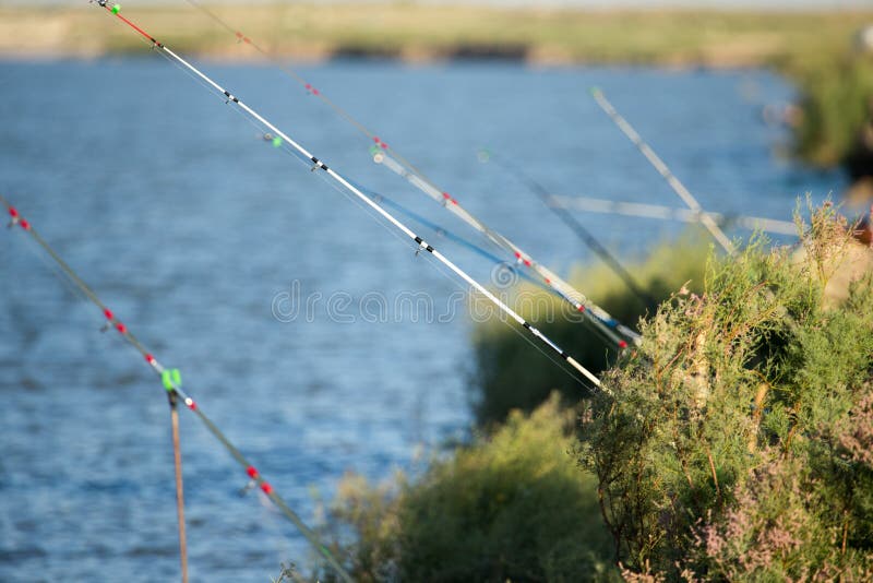 Fishing Rods on the Shore of the Lake Stock Image - Image of pond, mist ...