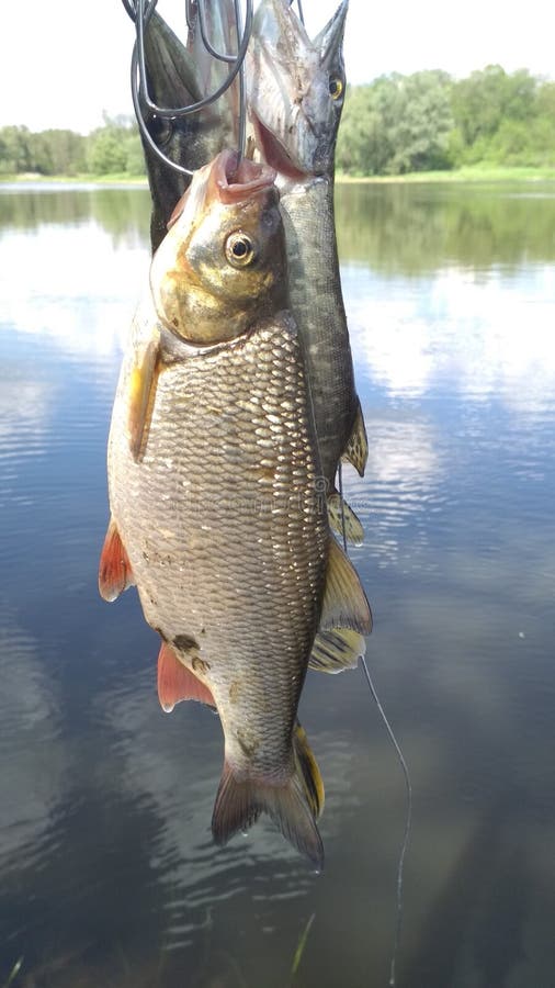 Fishing in russia stock photo. Image of russia, fish - 176880516