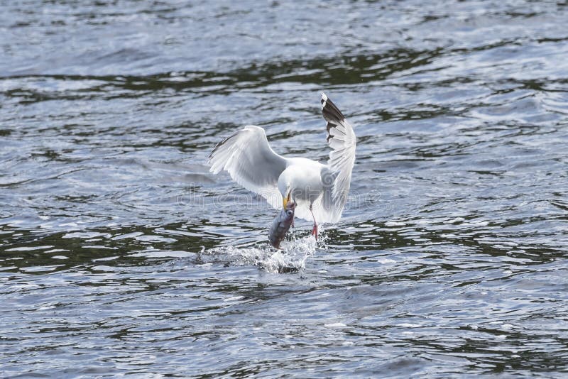Fishing seagull stock photo. Image of freedom, mouth - 58605030