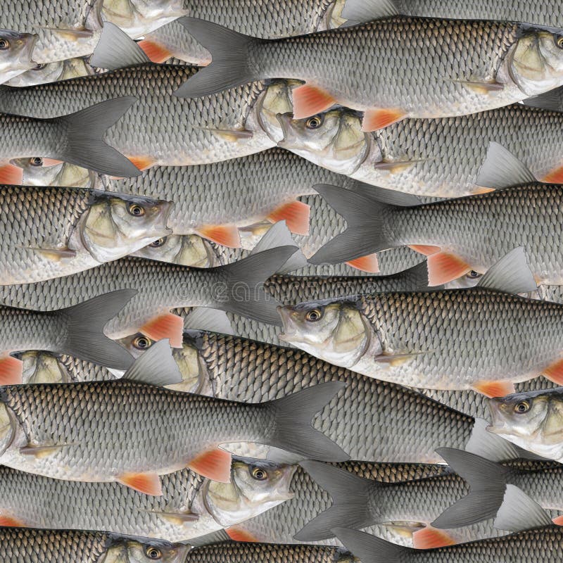 Fishing Seamless Pattern of Fish. Background from Chub Fish Stock Image ...