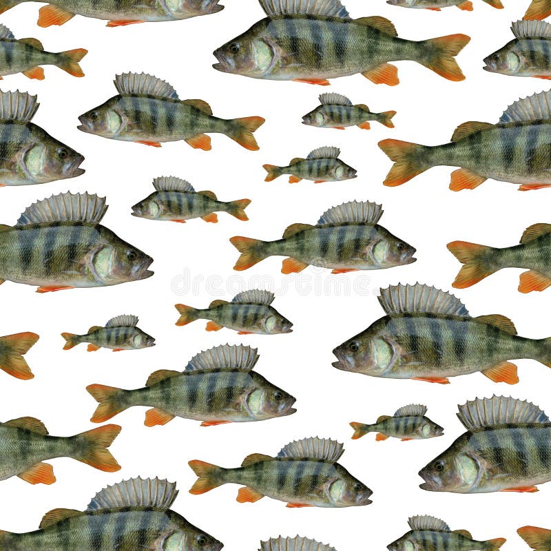 Fishing Seamless Pattern of Fish. Background from Perch Fish Isolated ...