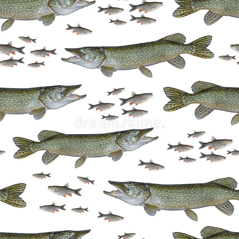 Fishing Seamless Pattern of Fish. Background from Pike and Chub Fish ...