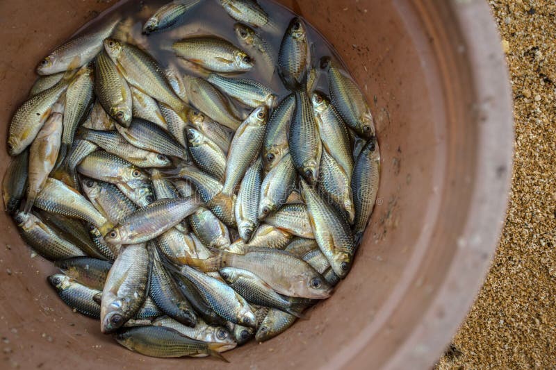 A bucket full of fish stock photo. Image of colours, horizontal - 23748050