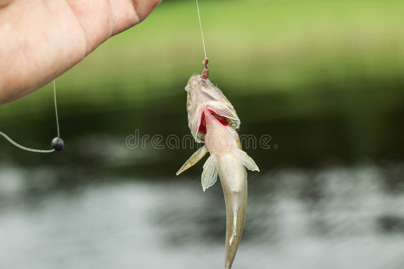 Fishing,small Fish Ruff in the Hand on Shore Stock Photo - Image of ...