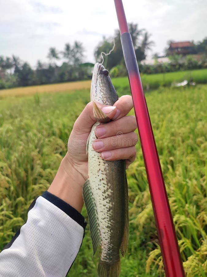 Fishing for Snakehead Fish in the Rice Fields Stock Image - Image of ...