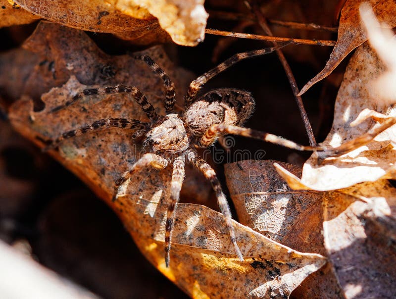 Large Fishing Spider Basking in the Sunlight on Some Dead Leaves. Stock ...
