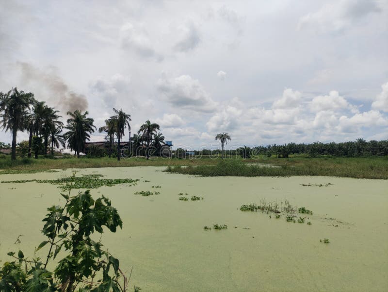 Fishing Spot in the Swamp Behind the Factory Stock Photo - Image of ...