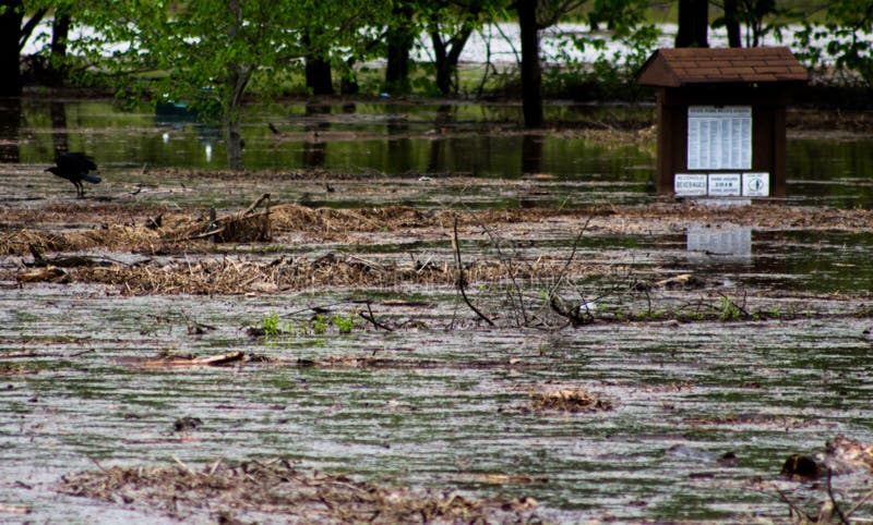 Flooded Stream stock photo. Image of stream, landscape - 101211316