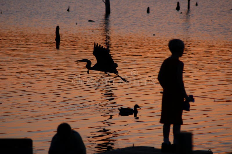 Fishing at Sunset stock image. Image of bird, pond, fishing - 990867