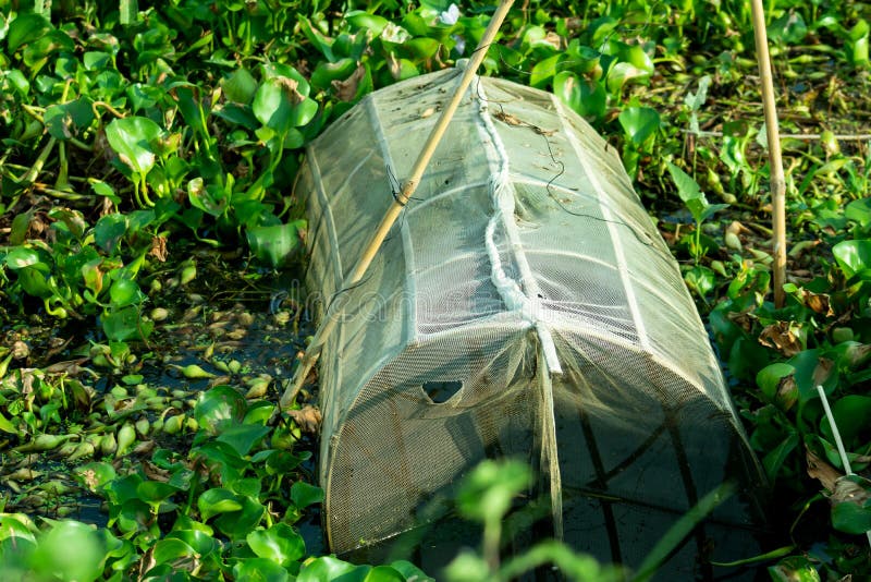 The Fishing Tackle or Traps Made with Bamboo Net Stock Image - Image of ...