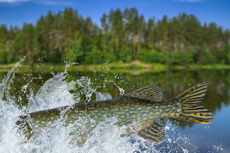 5,905 Fish Jumping Photos - Free & Royalty-Free Stock Photos from ...