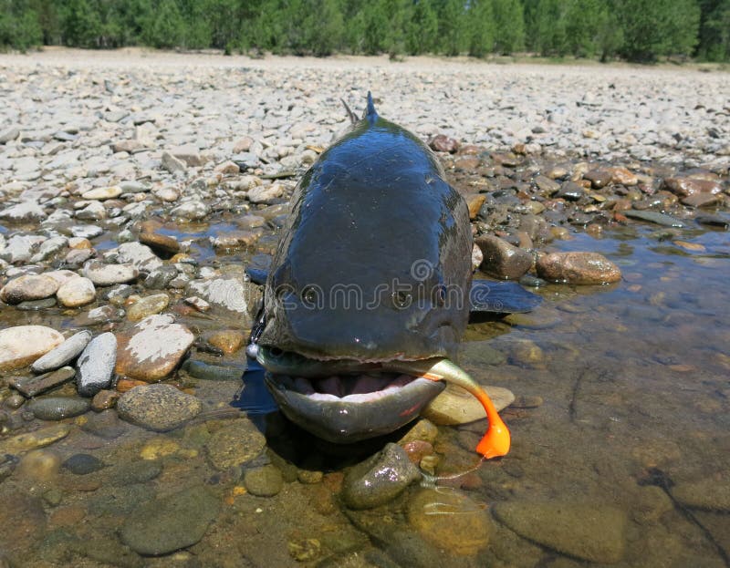 Fishing - taimen fish stock photo. Image of dromedary - 100383524