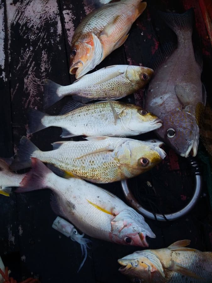 Sea fish stock image. Image of animal, food, thai, fishing - 133592315