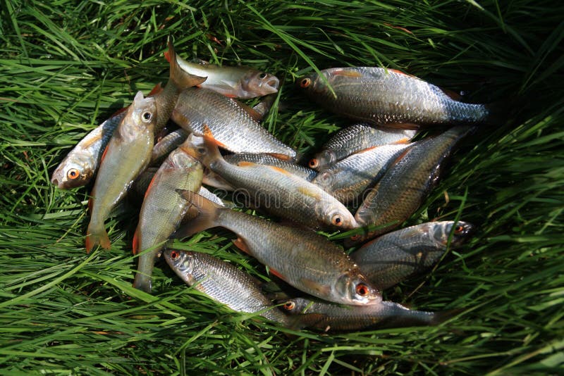 Fishing time.. stock photo. Image of fish, pursuit, bait - 2379878