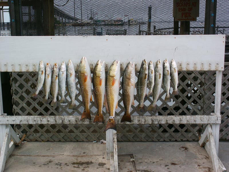 Fish Trophy Hanging Board Stock Photos - Free & Royalty-Free Stock ...