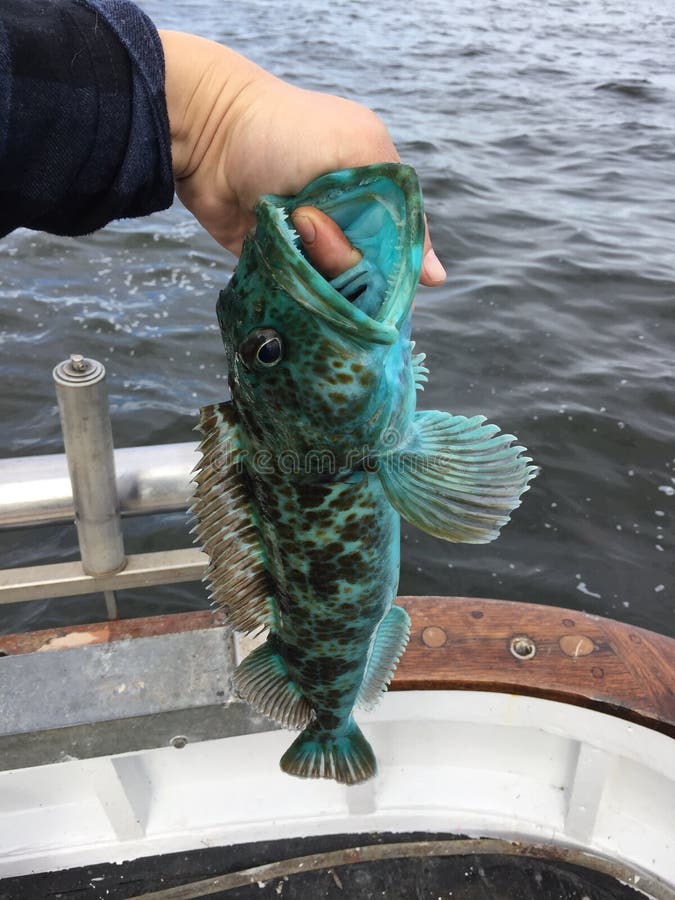 Ling Cod stock photo. Image of underworld, tourism, animal - 21733334