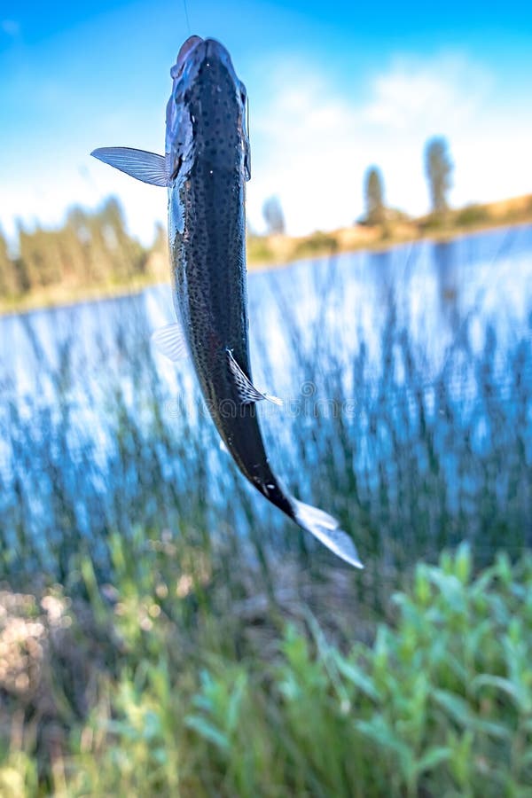 Fishing for Trout in a Small Lake in Washington State Stock Image ...