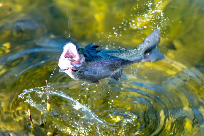 Fishing for Trout in a Small Lake in Washington State Stock Photo ...