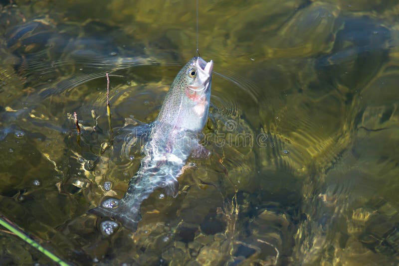Fishing for Trout in a Small Lake in Washington State Stock Image ...