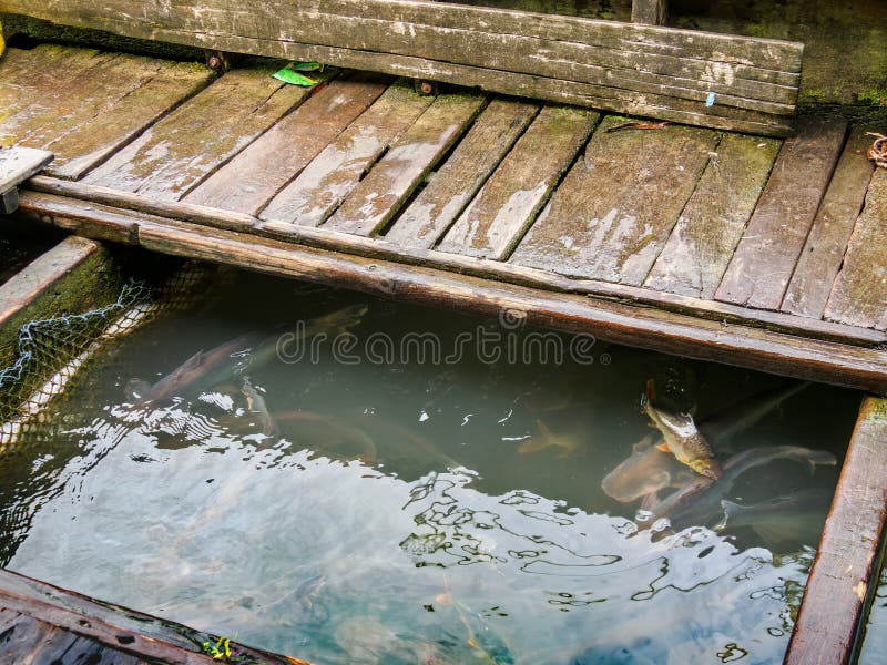 Fish Held Underneath a Fishing Boat To Keep Them Fresh, Mekong River ...