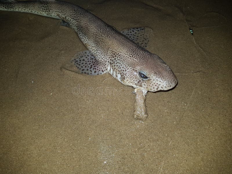 The Spotty Fish stock photo. Image of coral, fish, spotty - 27370778