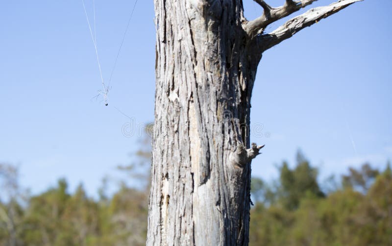 Weight Hanging on Newton Spring Balance for Measuring Force Stock Photo ...