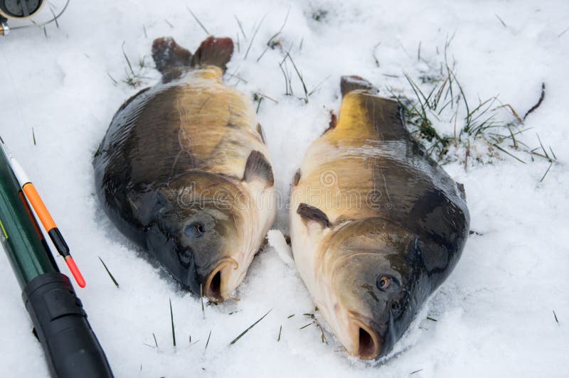 Fishing in Winter Carp Caught in the Snow Stock Photo - Image of ...