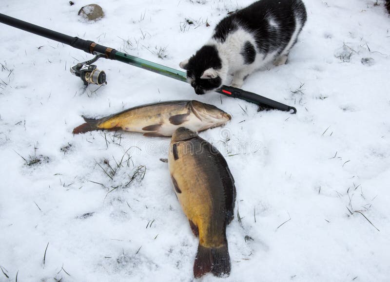 Fishing in Winter Carp Caught in the Snow, Cat Stock Image - Image of ...
