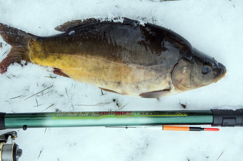 Fishing in Winter Carp Caught in the Snow Stock Photo - Image of scale ...
