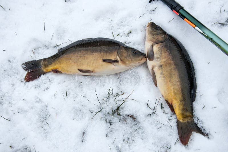 Fishing in Winter Carp Caught in the Snow Stock Photo - Image of mirror ...