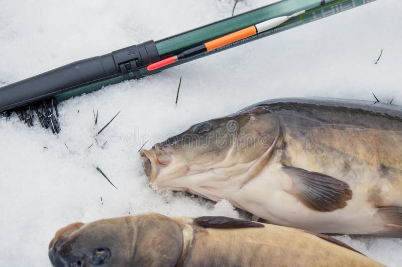 Fishing in Winter Carp Caught in the Snow Stock Photo - Image of fish ...