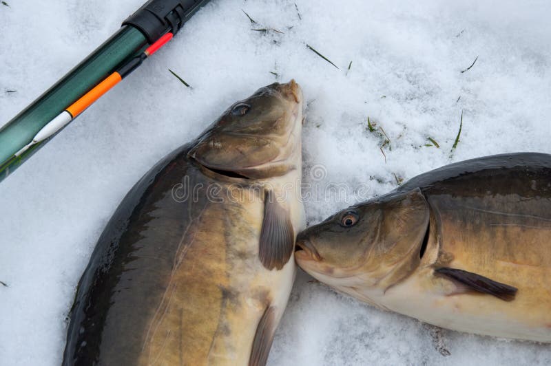 Fishing in Winter Carp Caught in the Snow Stock Image - Image of ...