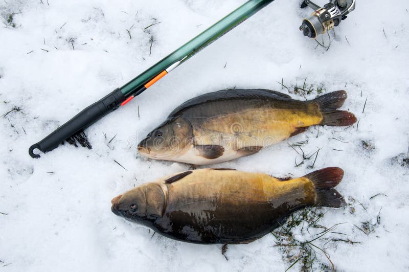 Fishing in Winter Carp Caught in the Snow Stock Photo - Image of scale ...